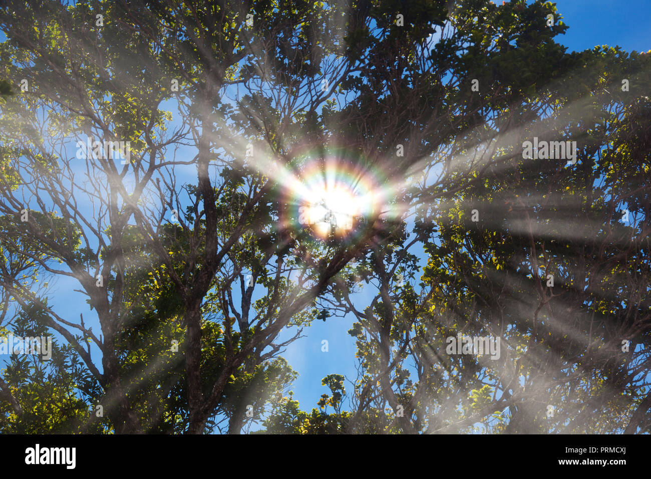 Sun shining through rainforest hi-res stock photography and images - Alamy