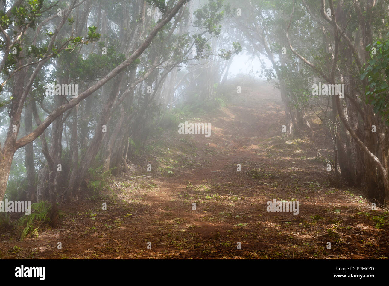 Sun shining through rainforest hi-res stock photography and images - Alamy