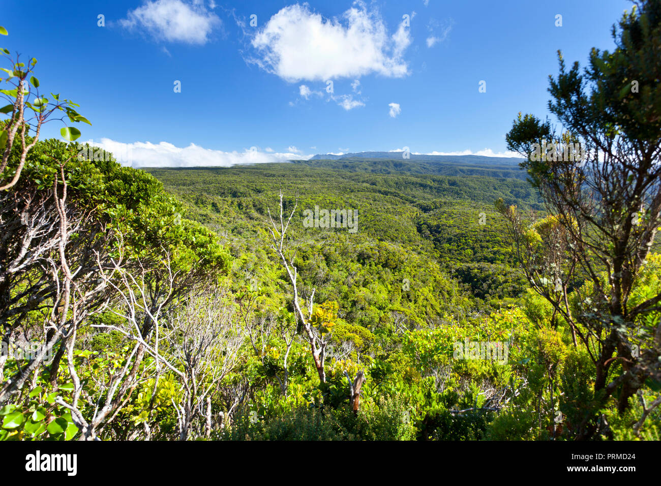 Kokee state park hawaii forest hi-res stock photography and images - Alamy