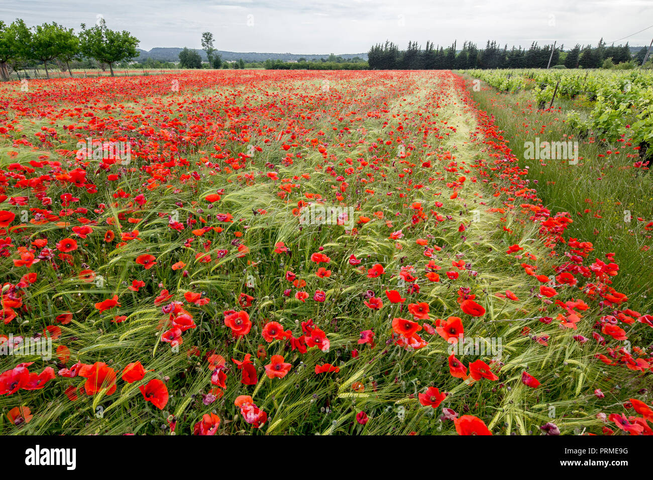 Beautiful Poppy Field in Provence, France Stock Photo - Alamy
