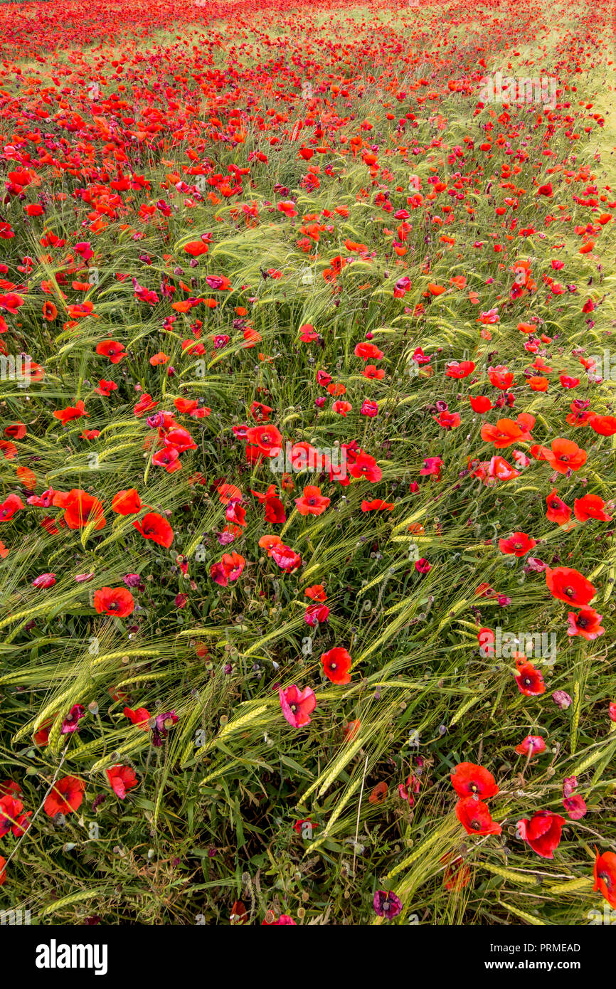 Beautiful poppy field hi-res stock photography and images - Alamy
