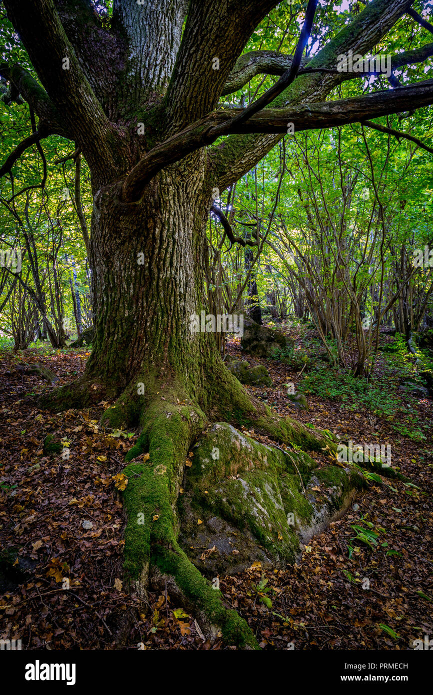 Tree Trunk, Oak Tree, Hansta nature reserve, Stockholm, Sweden Stock ...