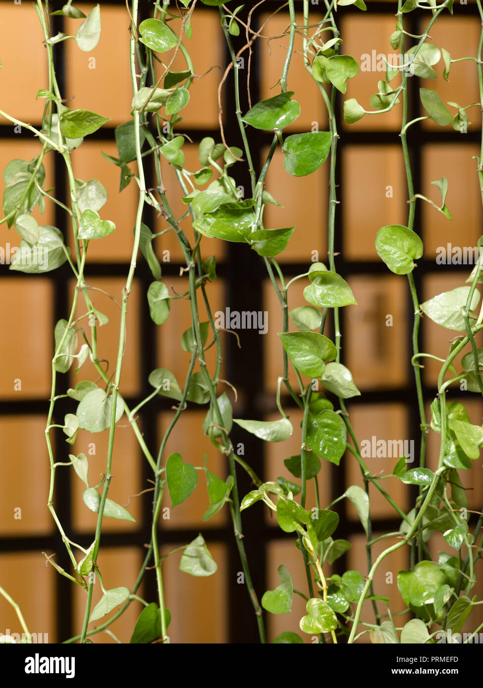 MONEY PLANT IN FRONT OF A WINDOW Stock Photo - Alamy