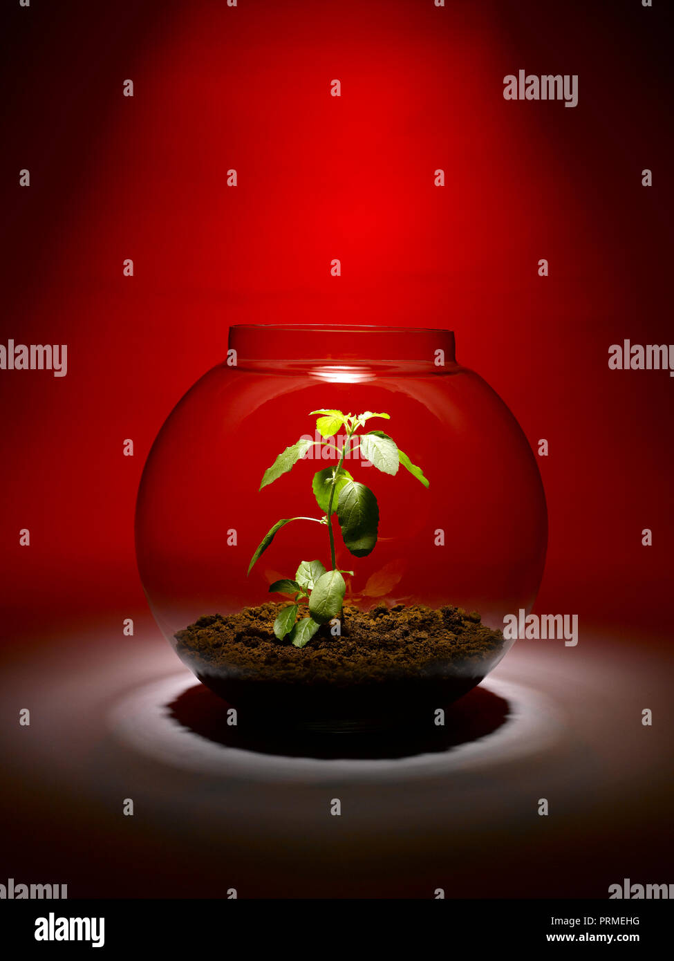 Plant growing inside glass bowl hi-res stock photography and images - Alamy