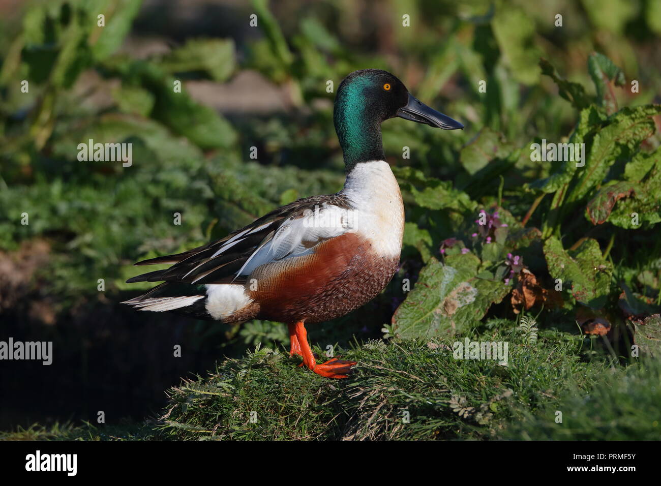 Drake Northern Shoveler Stock Photo - Alamy
