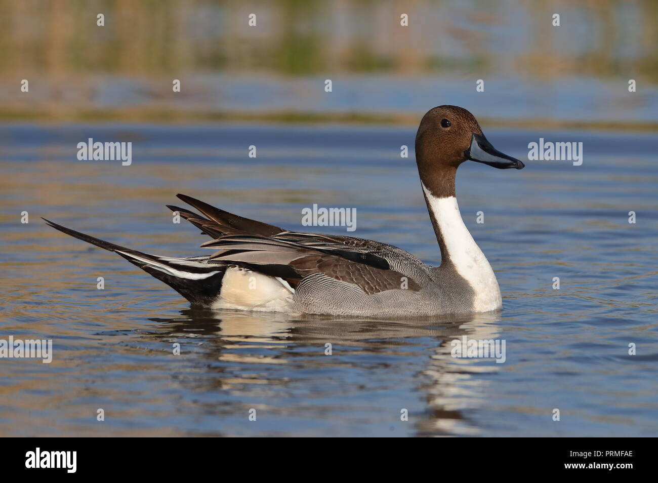 Drake Northern Pintail Stock Photo - Alamy