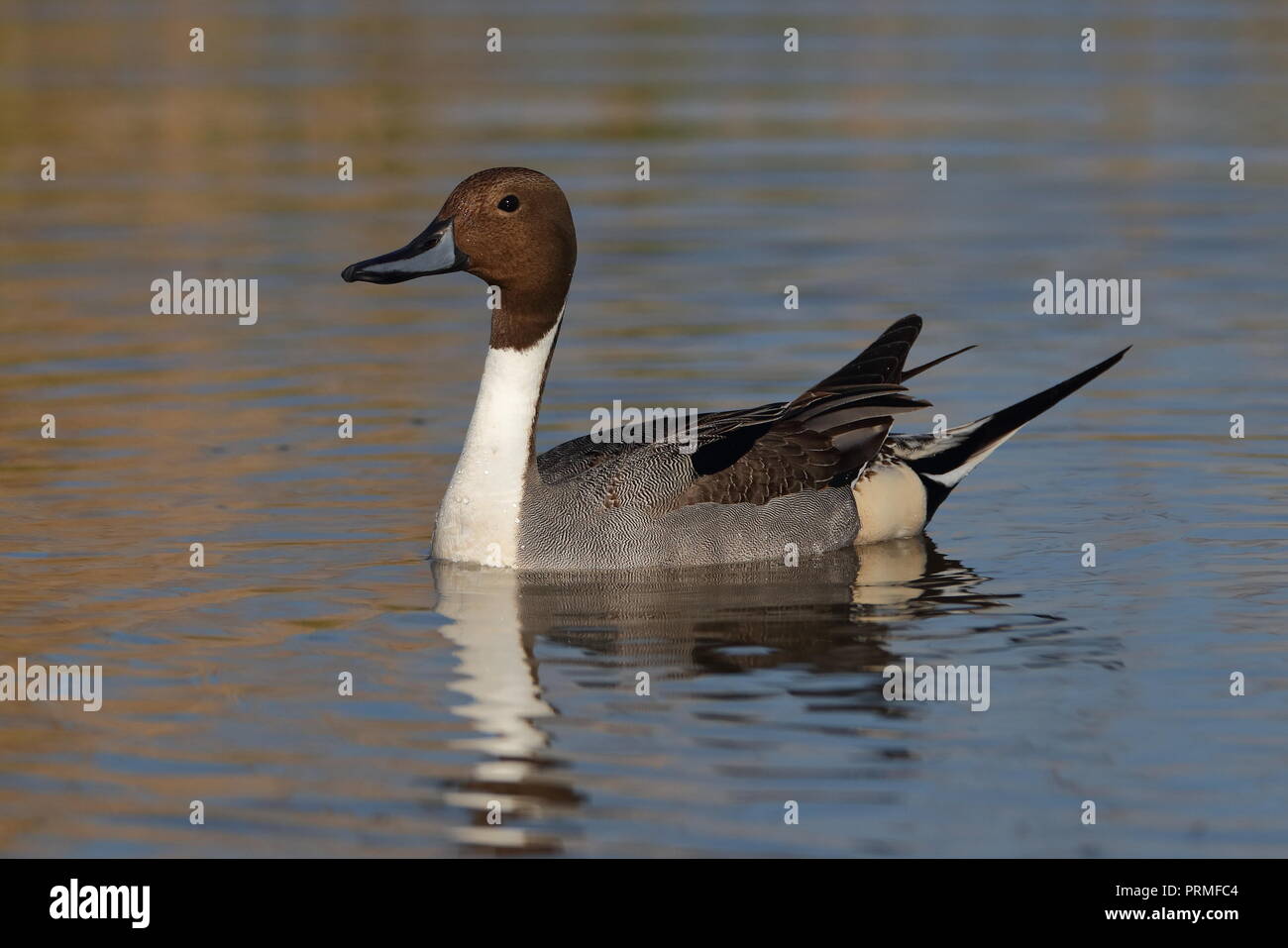 Drake Northern Pintail Stock Photo - Alamy