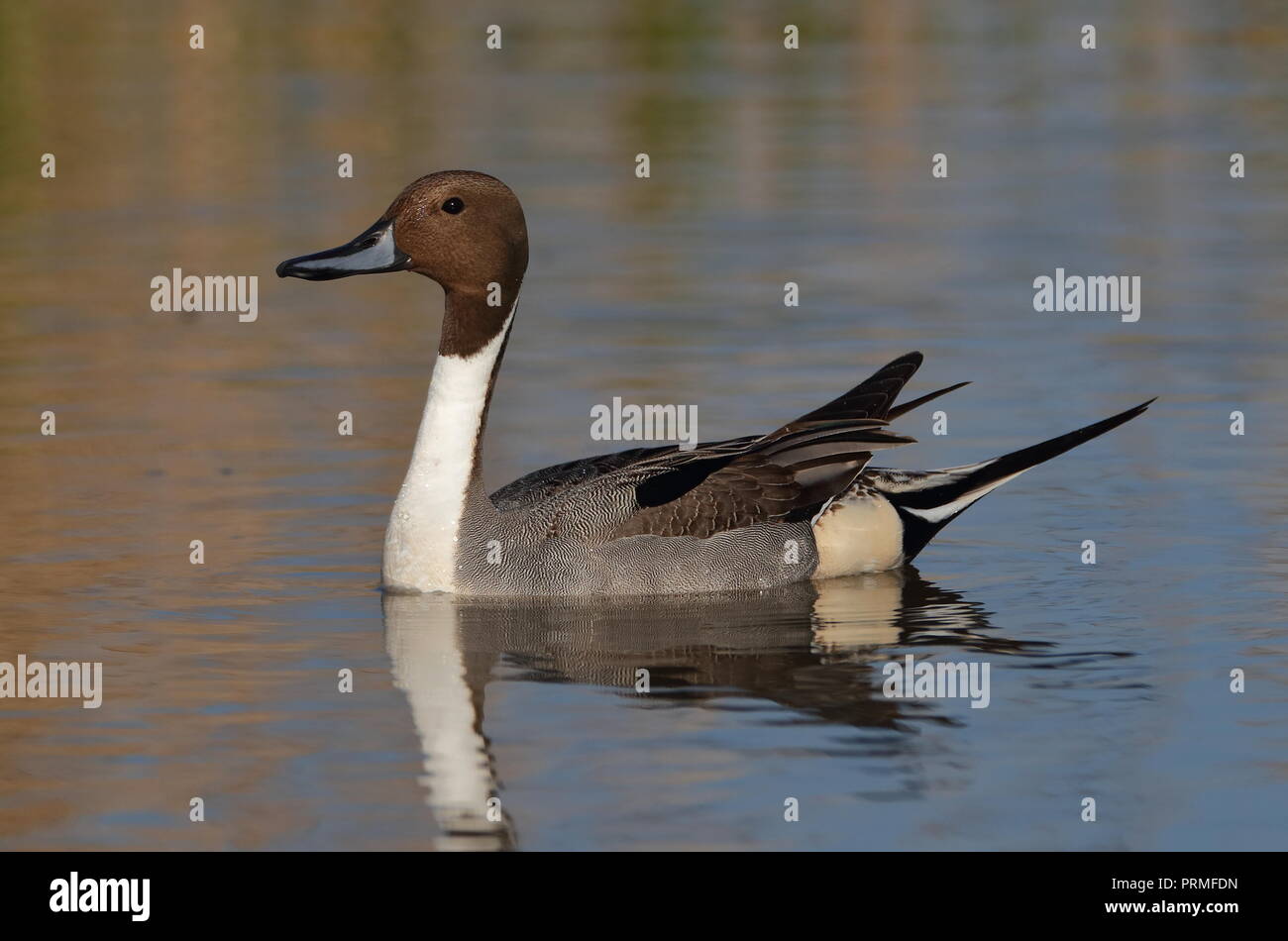 Drake pintail uk hi-res stock photography and images - Alamy