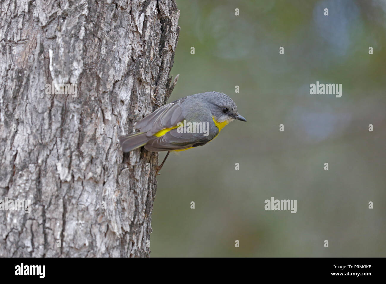 Eastern Yellow Robin on a tree in Far North Queensland Australia Stock ...
