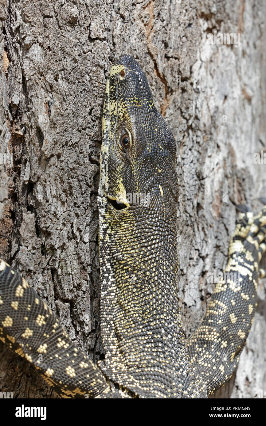 Goanna Lizard Australia High Resolution Stock Photography and Images ...