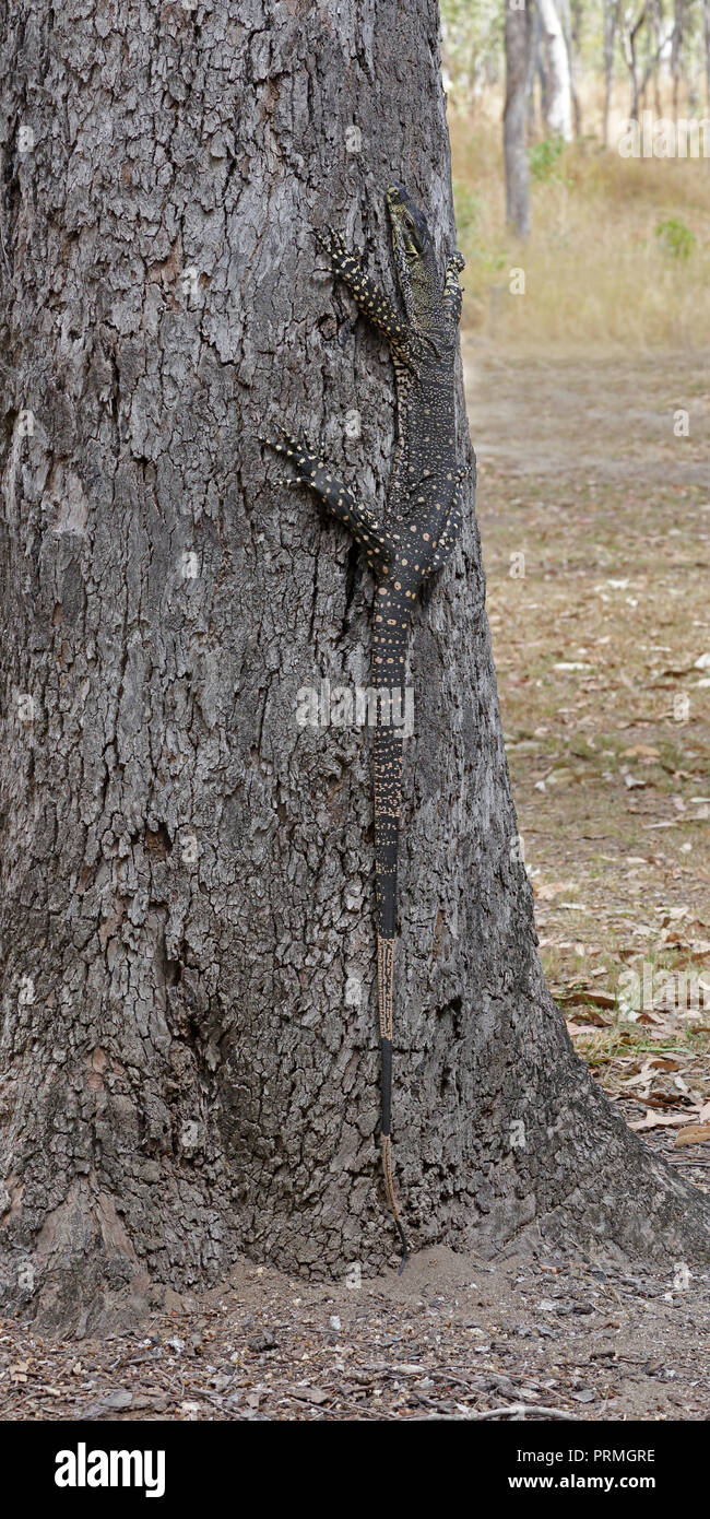 Goanna or Monitor Lizard in a tree in Far North Queensland Australia ...