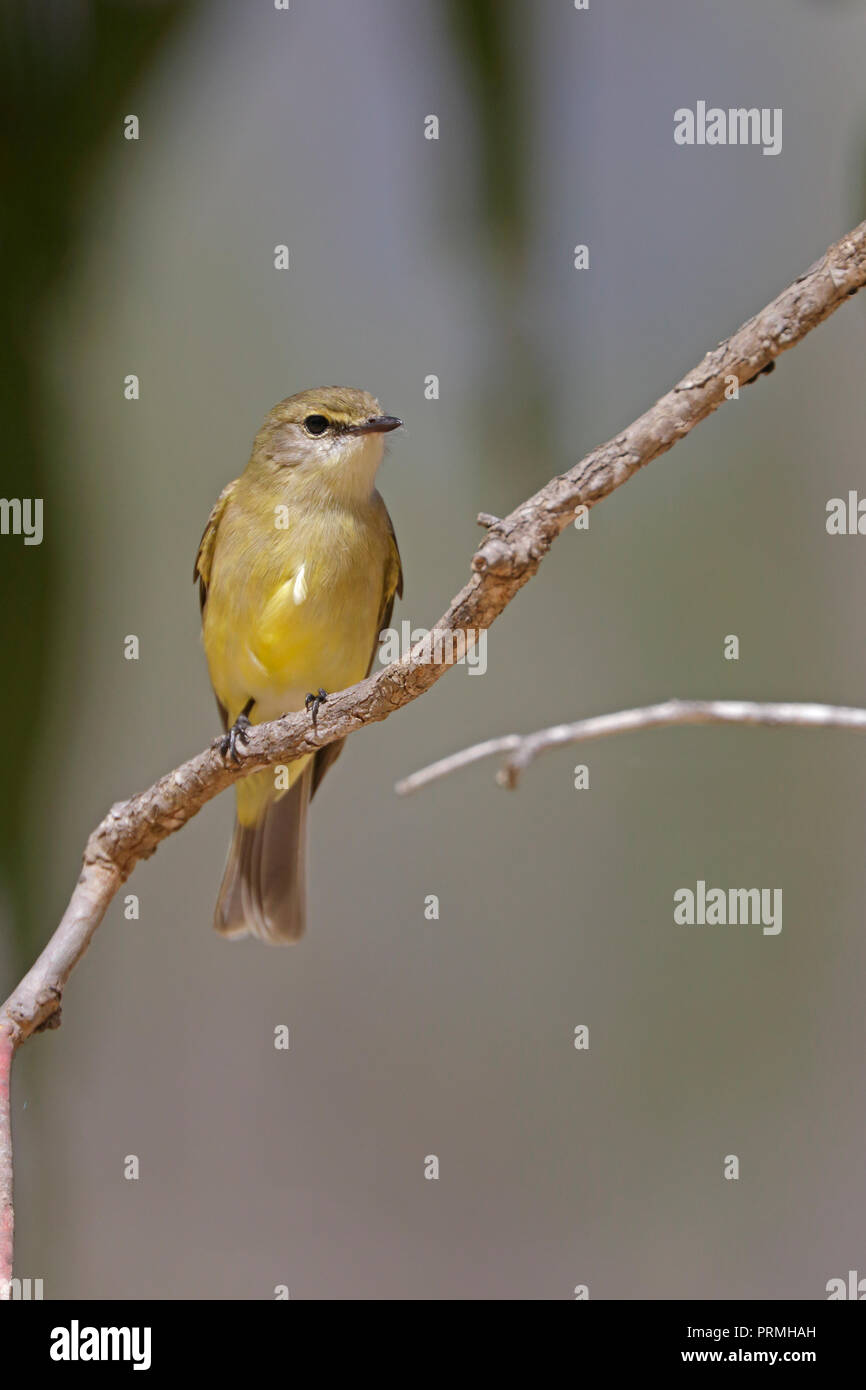 Eastern Yellow Robin in Far North Queensland Australia Stock Photo - Alamy