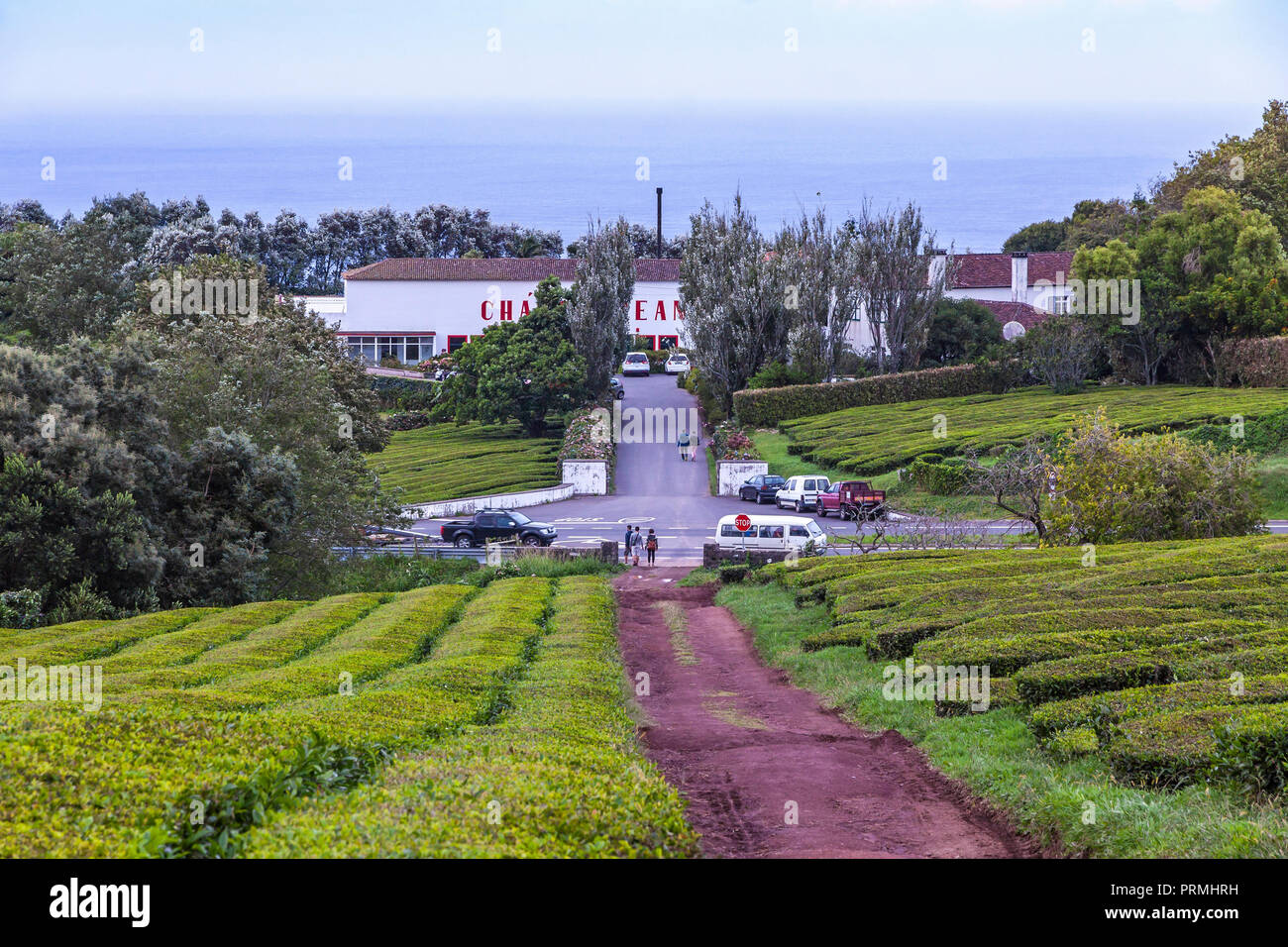 Porto formoso tea plantation hi-res stock photography and images - Alamy