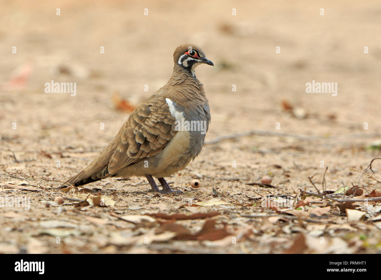 Squatter Pigeon on the ground in Far North Queensland Stock Photo - Alamy