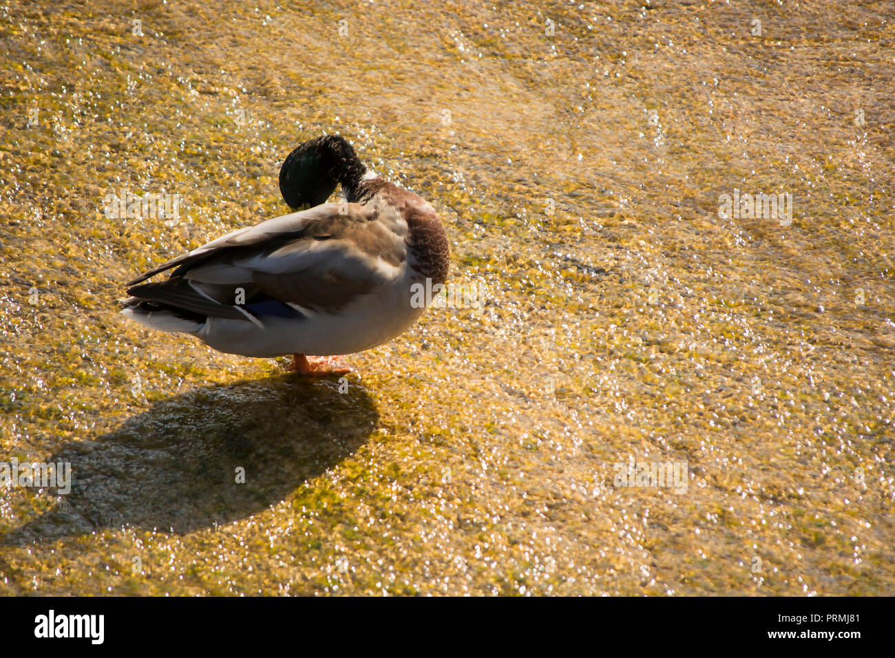 Latvian wildlife hi-res stock photography and images - Alamy