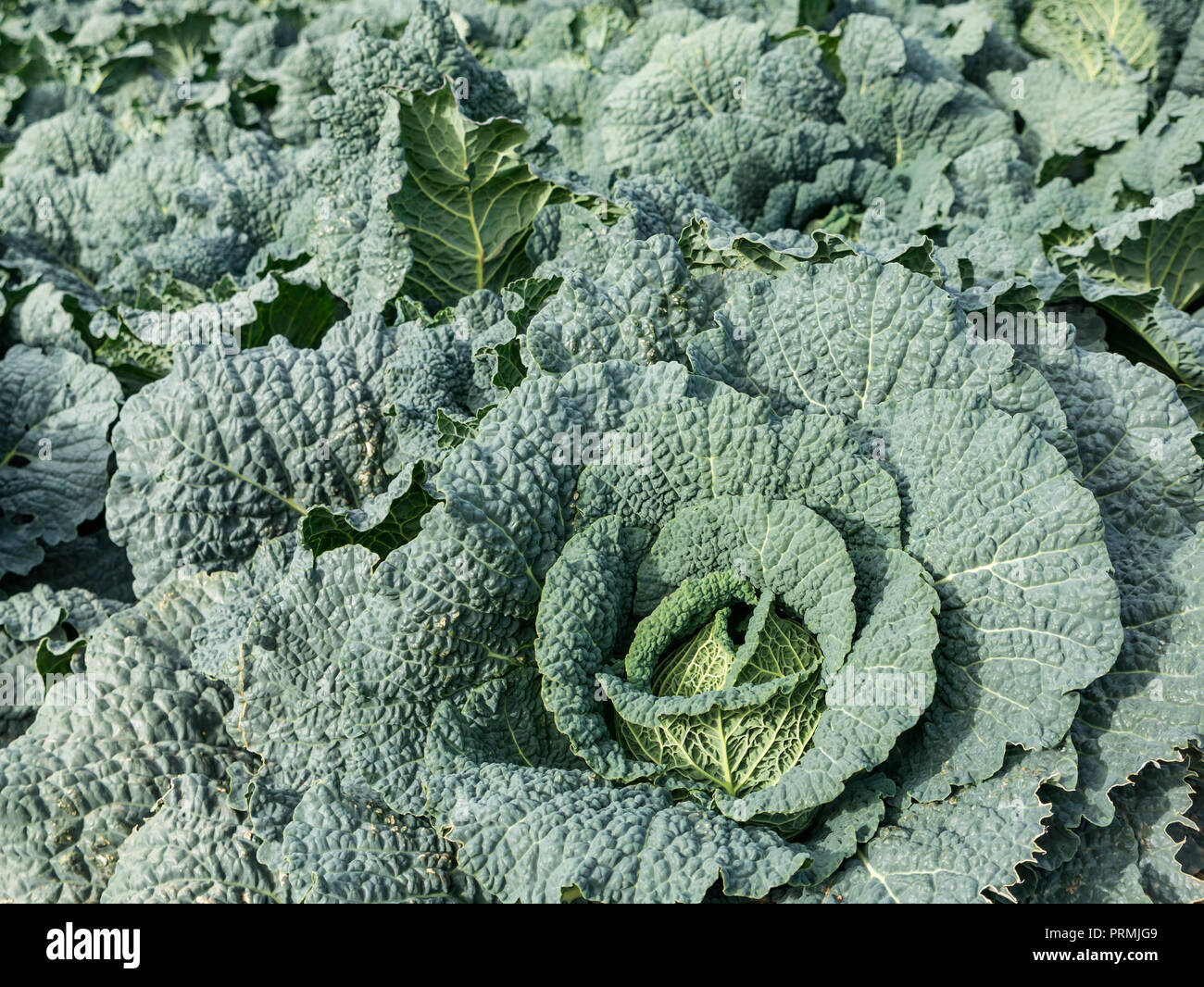 Cabbages hi-res stock photography and images - Alamy