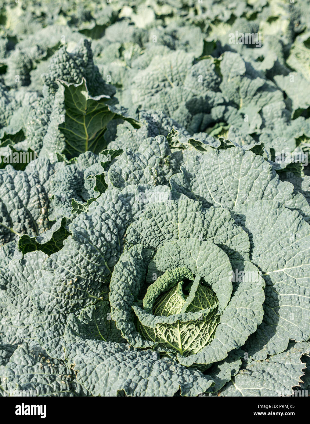 Cabbages hi-res stock photography and images - Alamy