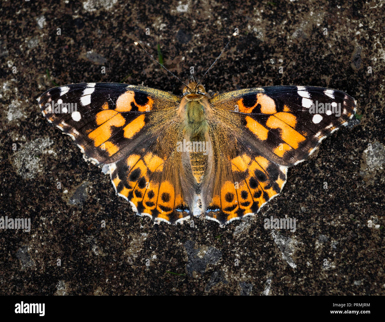 Painted Lady Butterfly Vanessa cardui Stock Photo - Alamy
