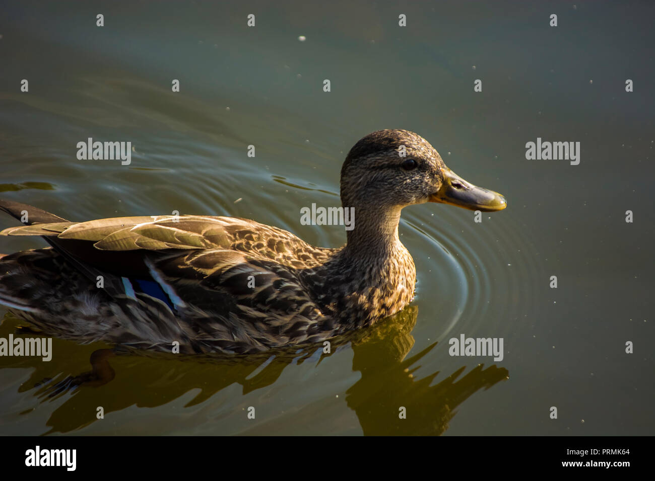 Latvian birds hi-res stock photography and images - Alamy
