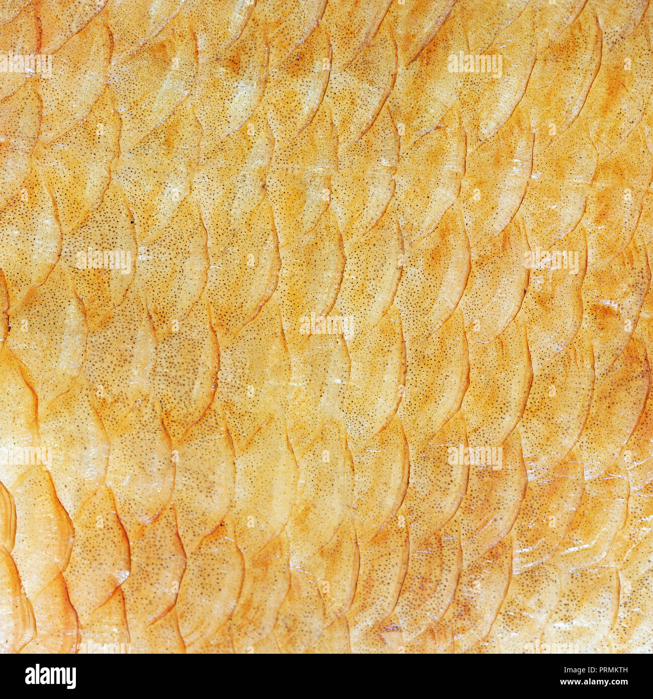 Carp scales hi-res stock photography and images - Alamy
