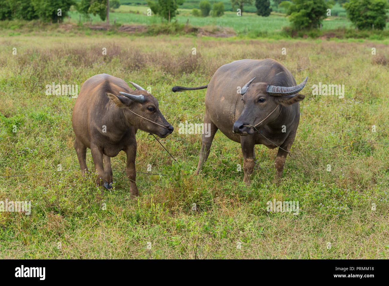 Female water buffalo hi-res stock photography and images - Alamy