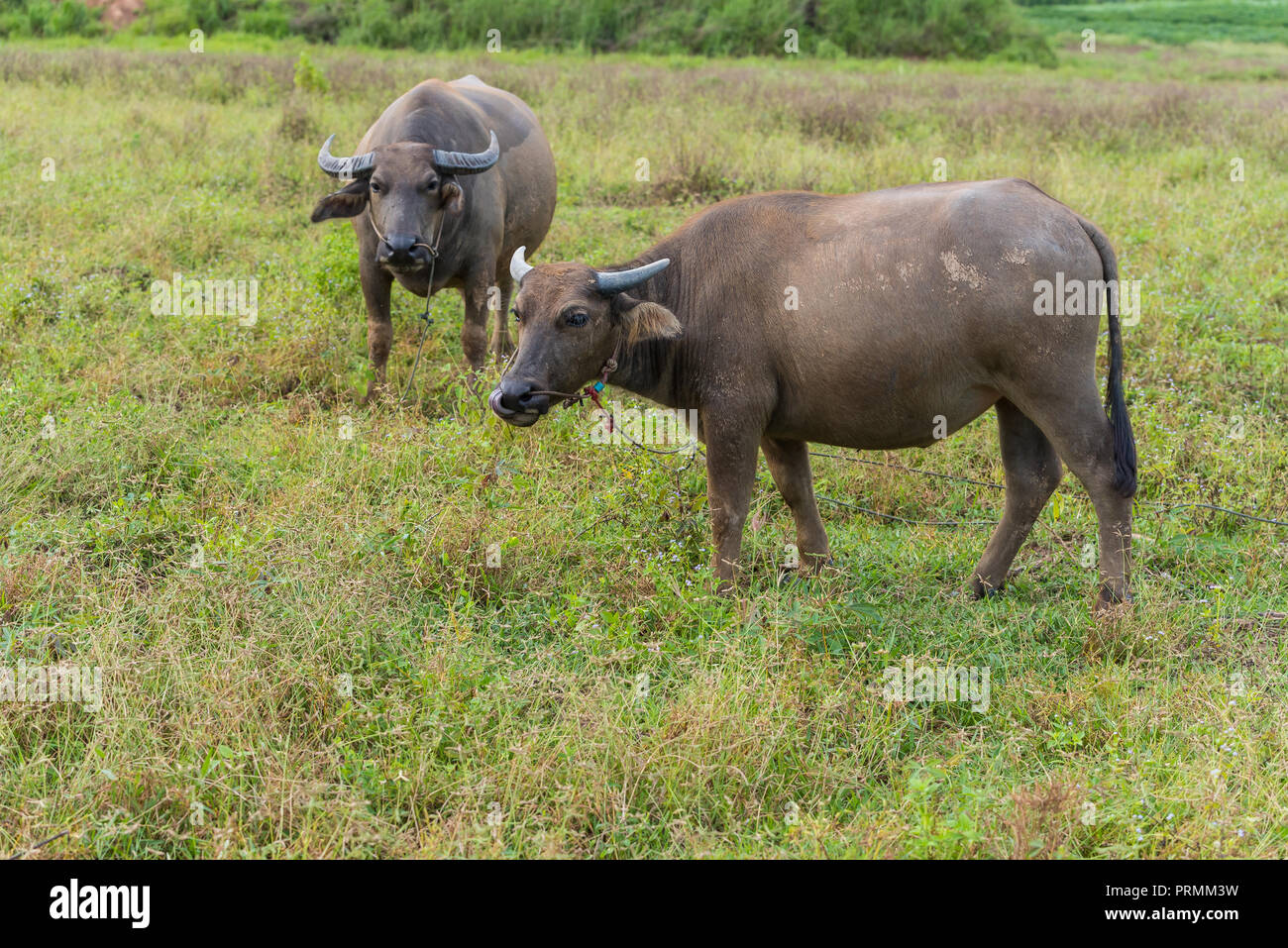 A female water buffalo with her one year old daughter Stock Photo - Alamy