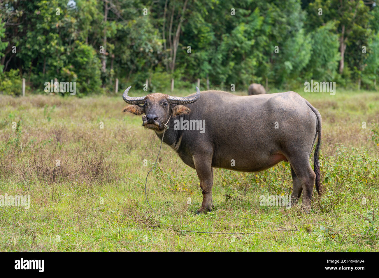 A young female water buffalo with the nose rope isolated in the field ...