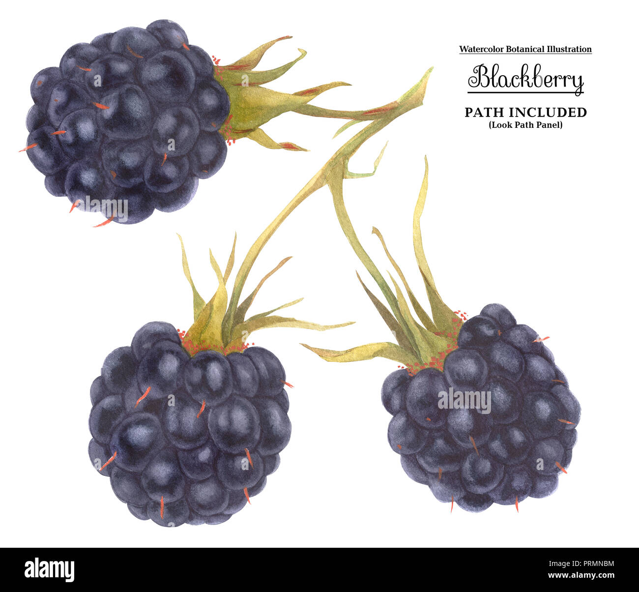 Blackberry botanical illustration Cut Out Stock Images & Pictures - Alamy