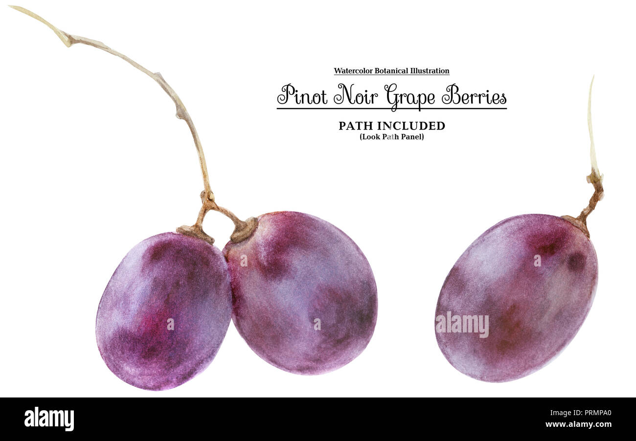 Modern watercolor botanical illustration. Pinot noir-grigio grape ...