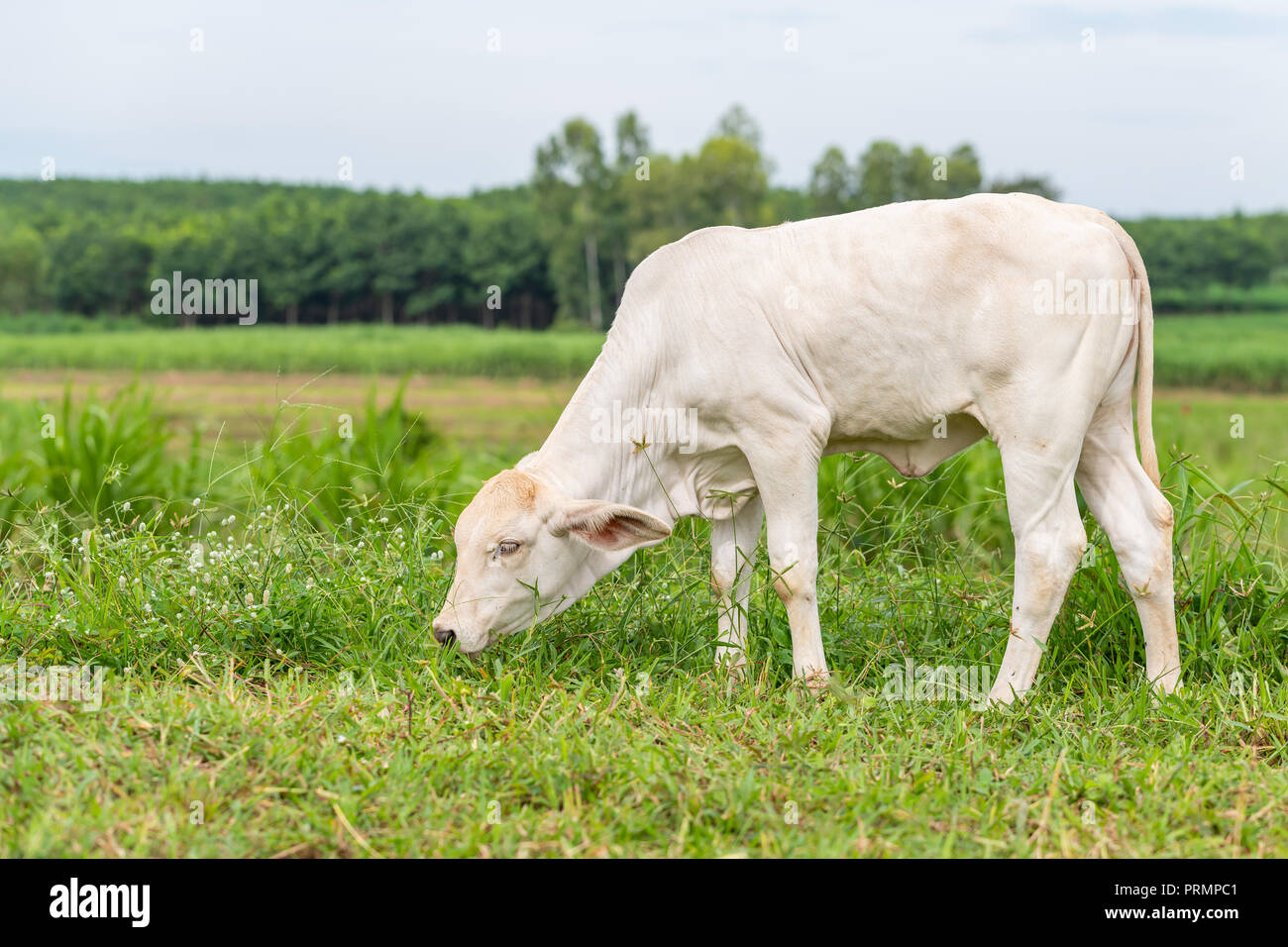 Calf eating grass hi-res stock photography and images - Alamy