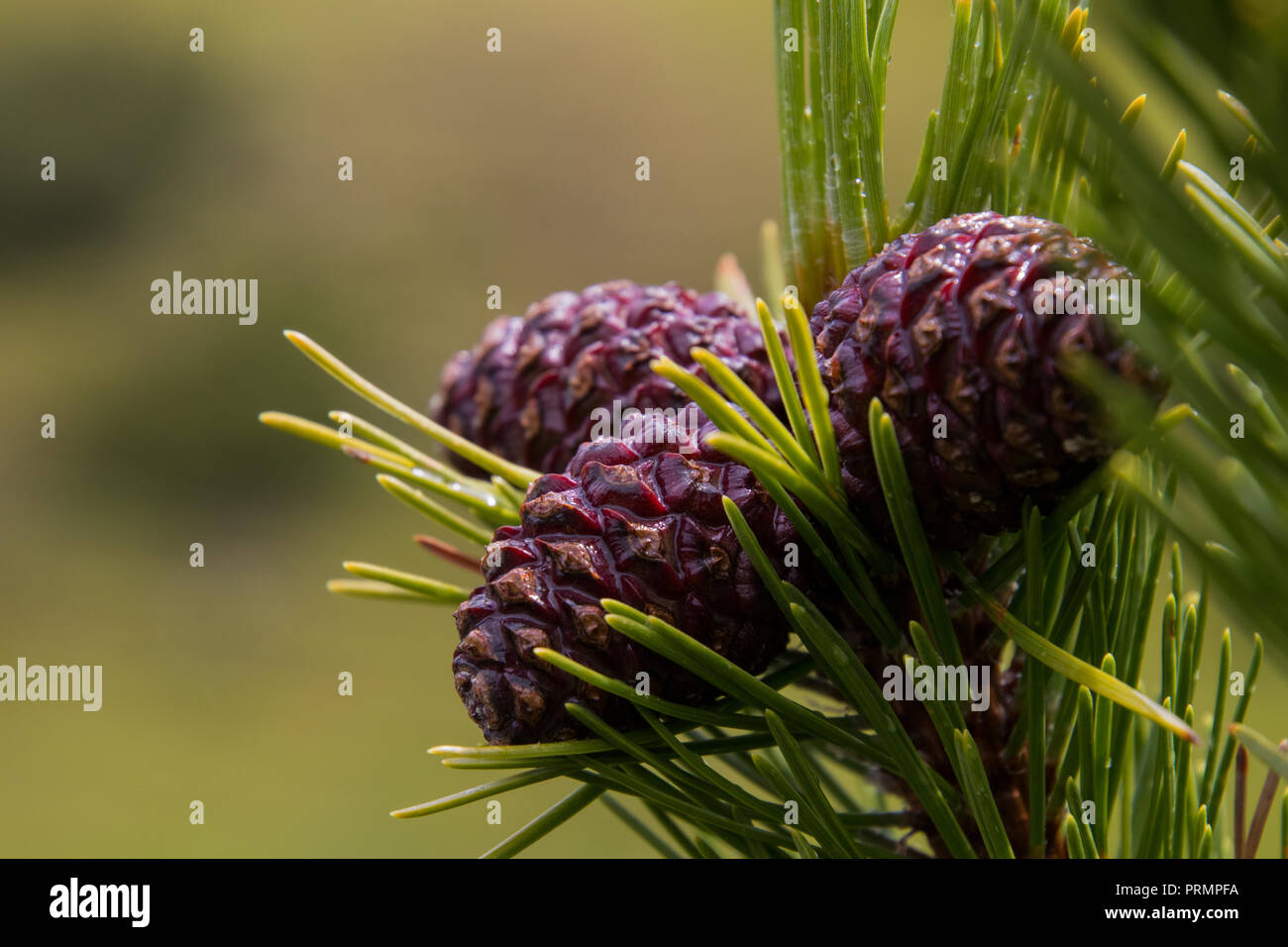 Cones on a young pine at a high alpine meadow Stock Photo - Alamy