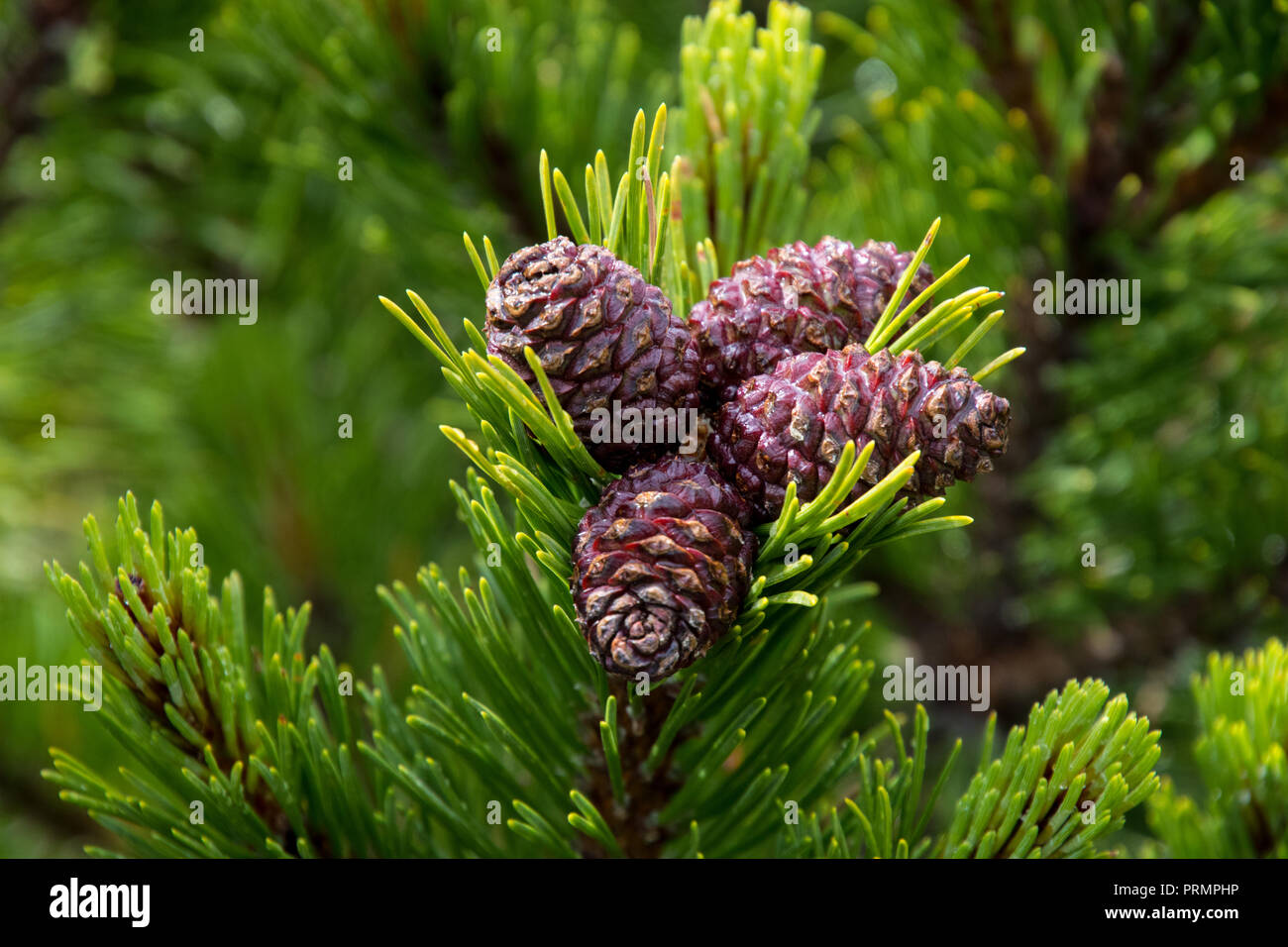 Alpine pine cones hi-res stock photography and images - Alamy