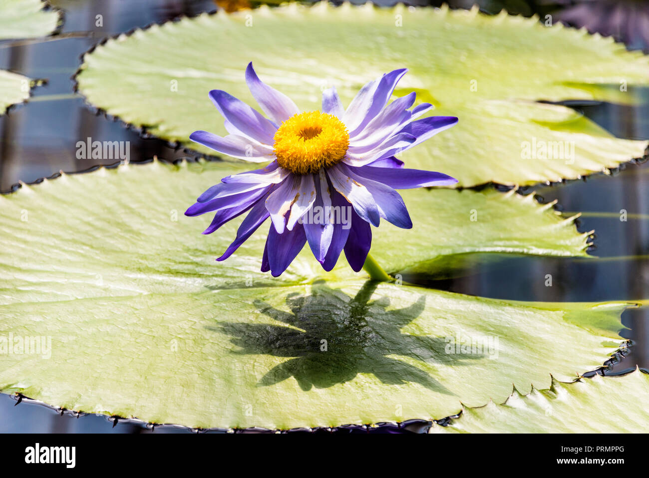 Water lilies in Kew Gardens, London, England Stock Photo - Alamy