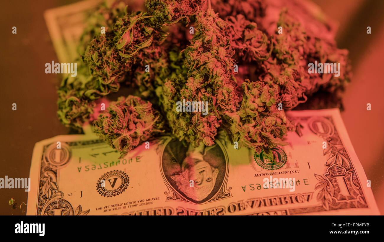 Fresh flowering cannabis buds. Female plant of marijuana Stock Photo ...