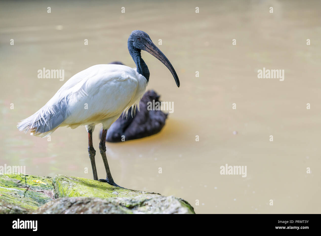 The Australian white ibis (Threskiornis molucca) with white plumage ...