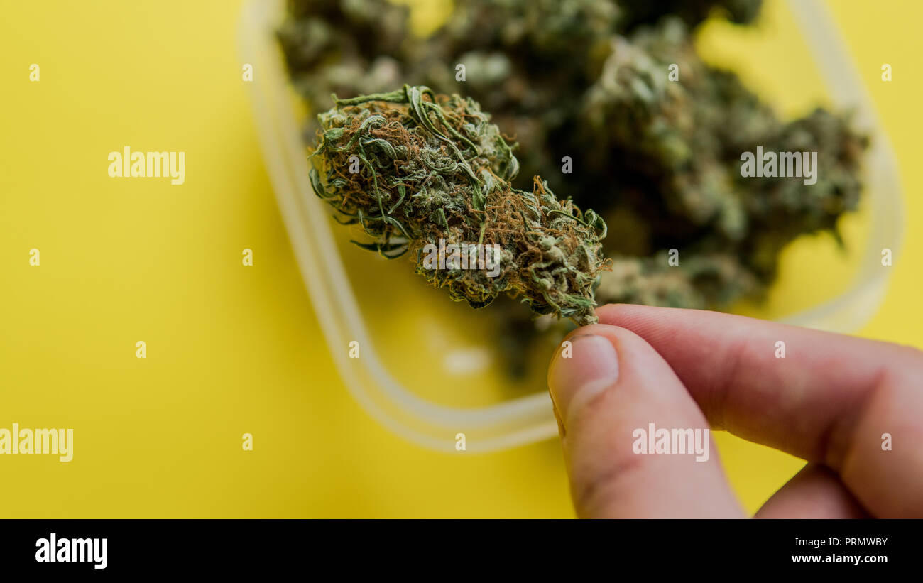 Fresh flowering cannabis buds. Female plant of marijuana Stock Photo ...