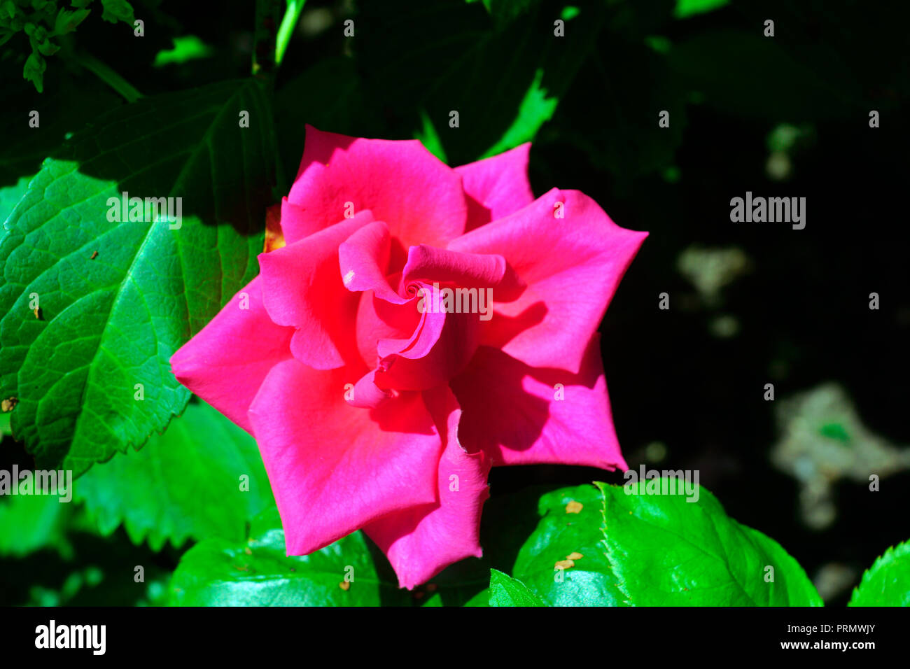 ROSE BLOOMING IN THE SUN LIGHT Stock Photo - Alamy