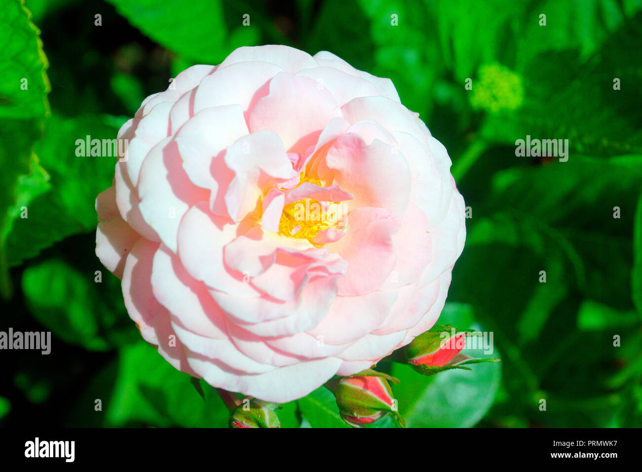 PINK ROSE (ROSA Stock Photo - Alamy