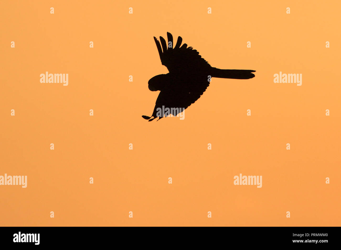 Flying black cockatoo hi-res stock photography and images - Alamy