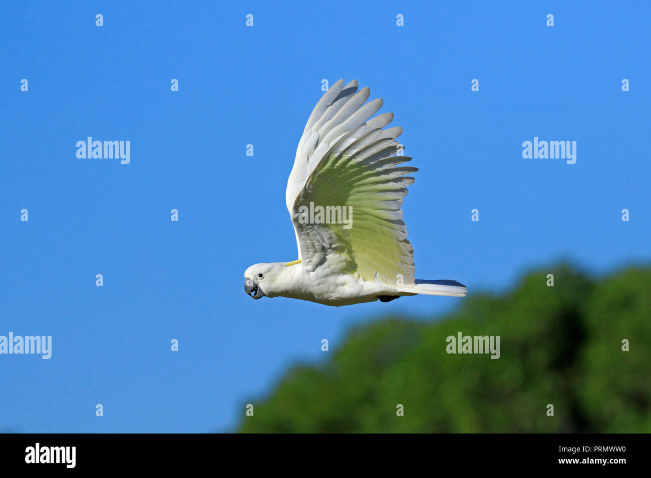 Sulphur-crested Cockatoo in flight in Far North Queensland Australia ...