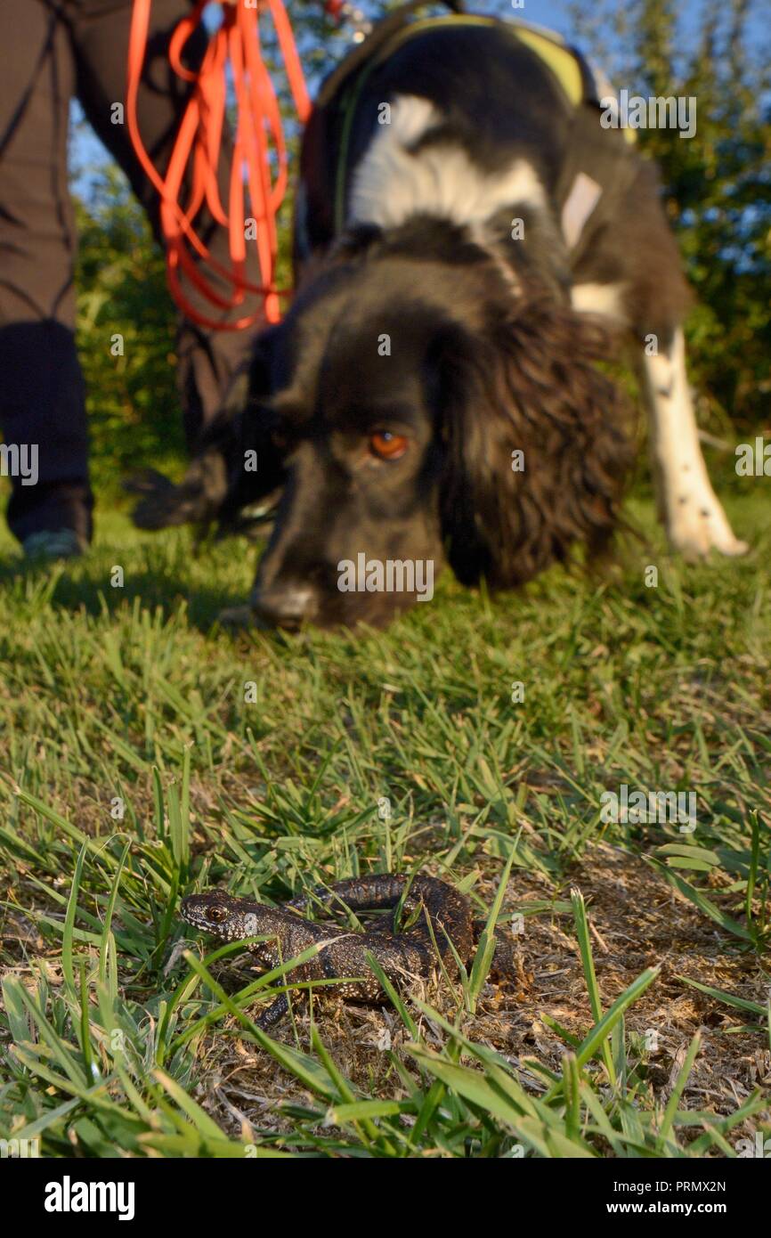 Sniffer dogs uk hi-res stock photography and images - Alamy