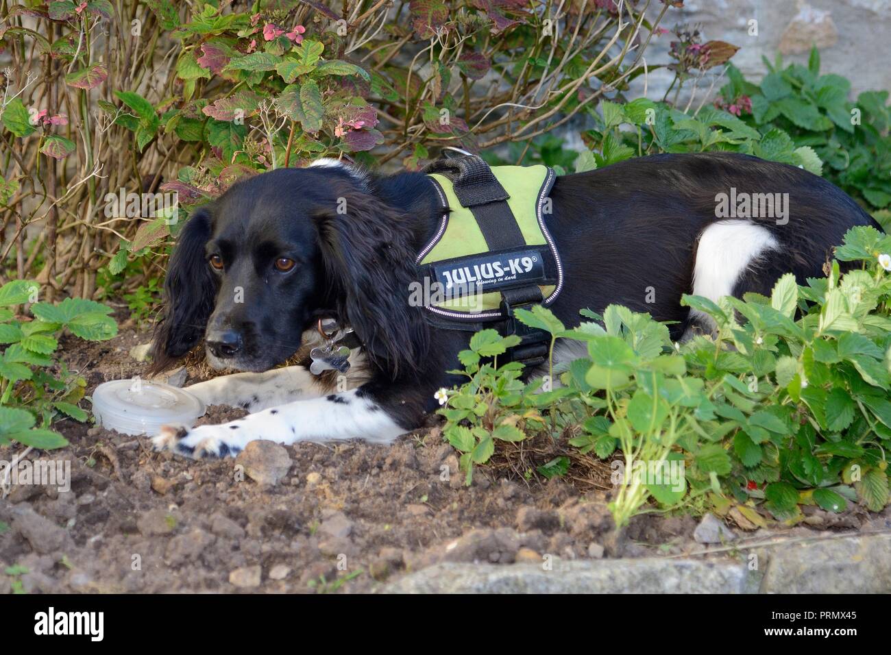 Sniffer dog Freya sitting by a plastic pot containing a Great crested ...