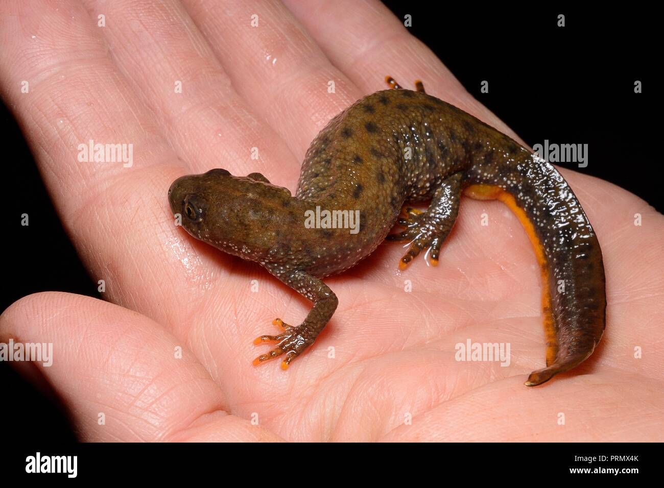 Great crested newt female hi-res stock photography and images - Alamy