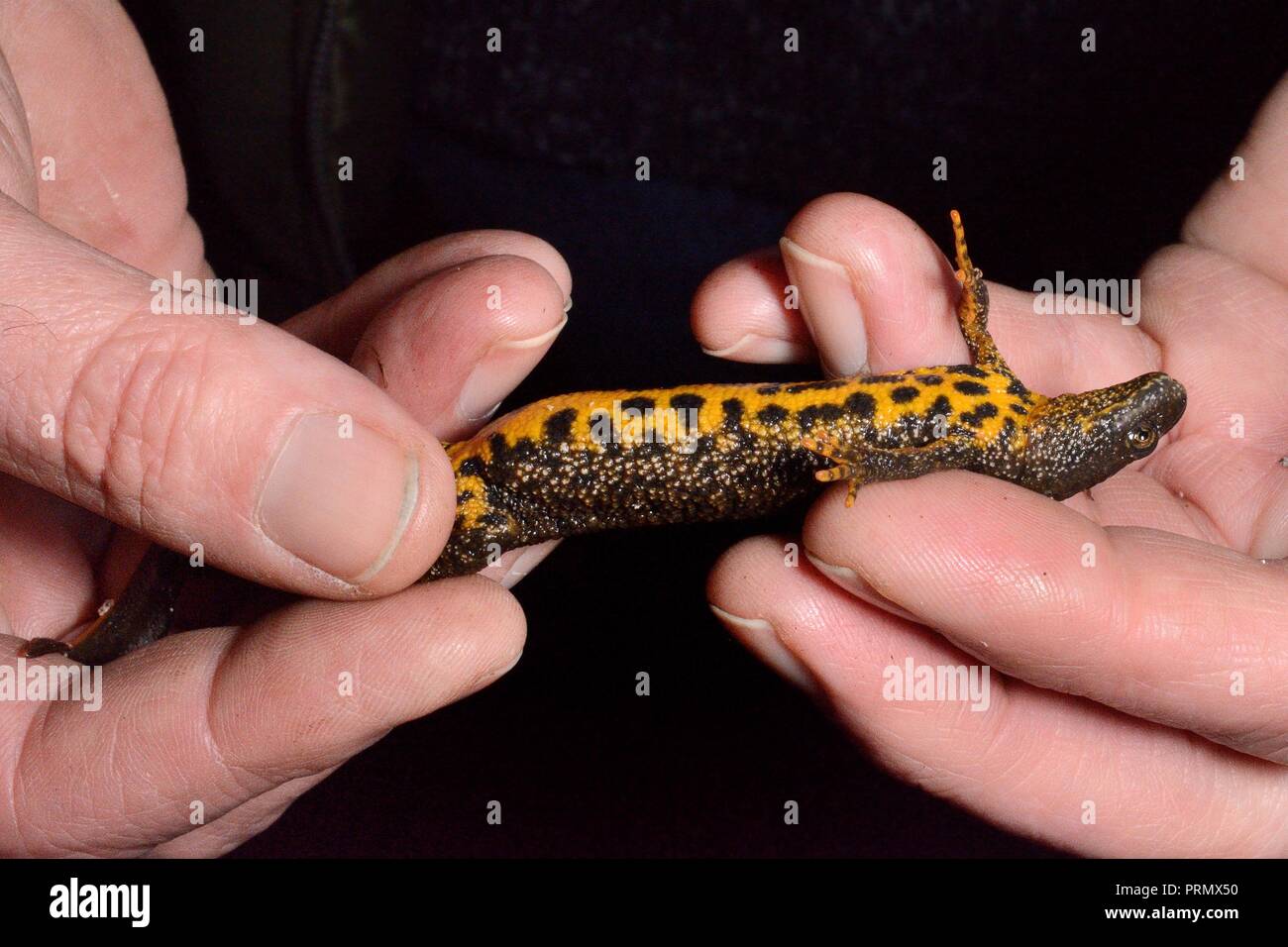 Great crested newt and england hi-res stock photography and images - Alamy
