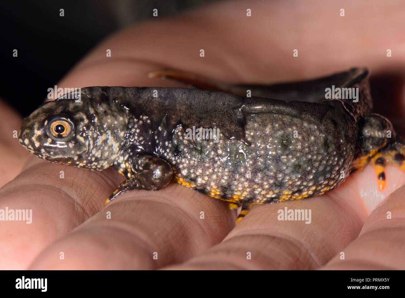 Great crested newt male hi-res stock photography and images - Alamy