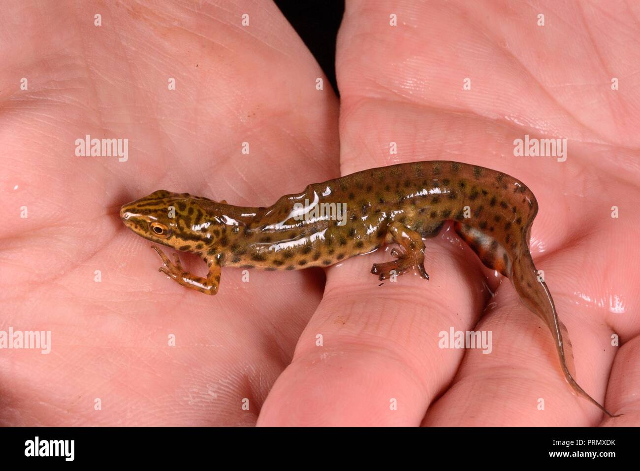 Smooth newt hi-res stock photography and images - Alamy