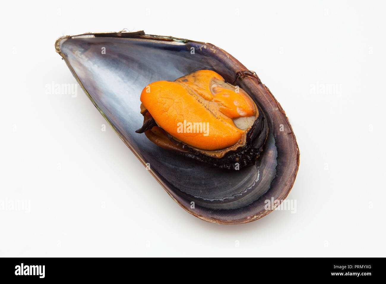 Mussel on a white background Stock Photo - Alamy