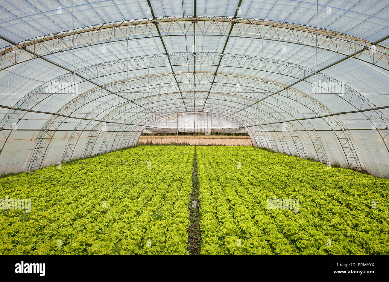 cultivation of lettuce in a greenhouse Stock Photo - Alamy