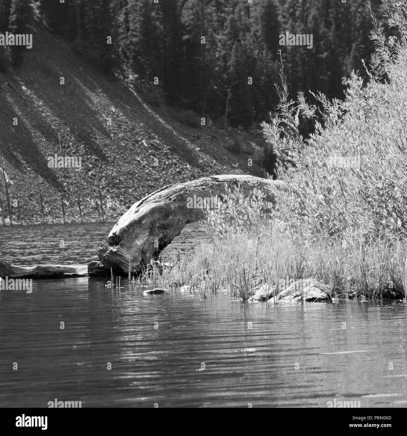 Arched log over the lake Stock Photo - Alamy
