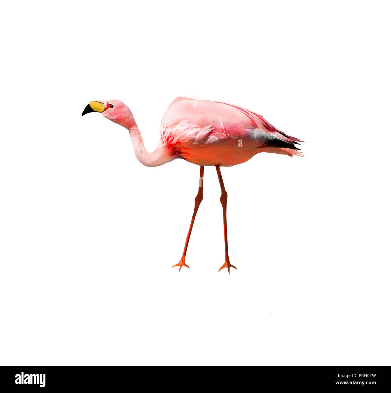 James's flamingo bird isolated on white background. Also known as the ...